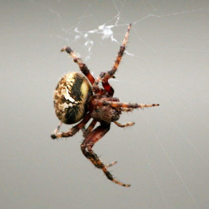 Spider Control Program - Enviro-Guard Plus Inc.