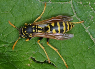 Wasps/Hornets - Enviro-Guard Plus Inc.