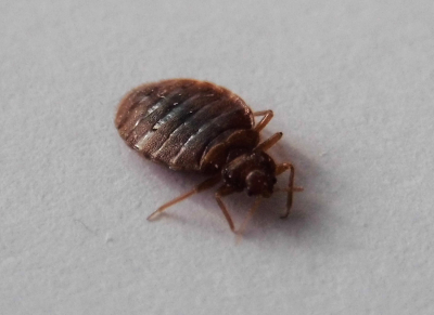 Bed Bugs - Enviro-Guard Plus Inc.